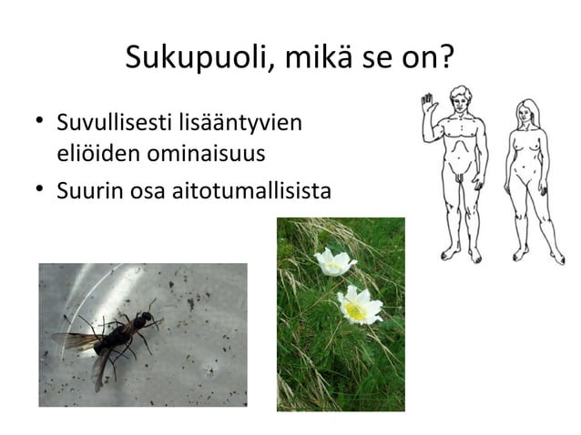 Uroksen biologiaa | PPT