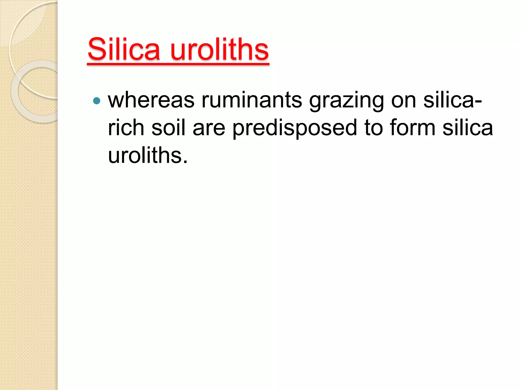 Urolithiasis in cattle, seep and goat ppt | PPTX