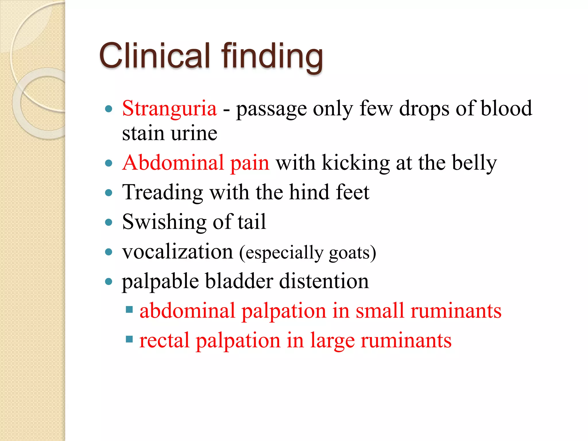 Urolithiasis in cattle, seep and goat ppt | PPTX