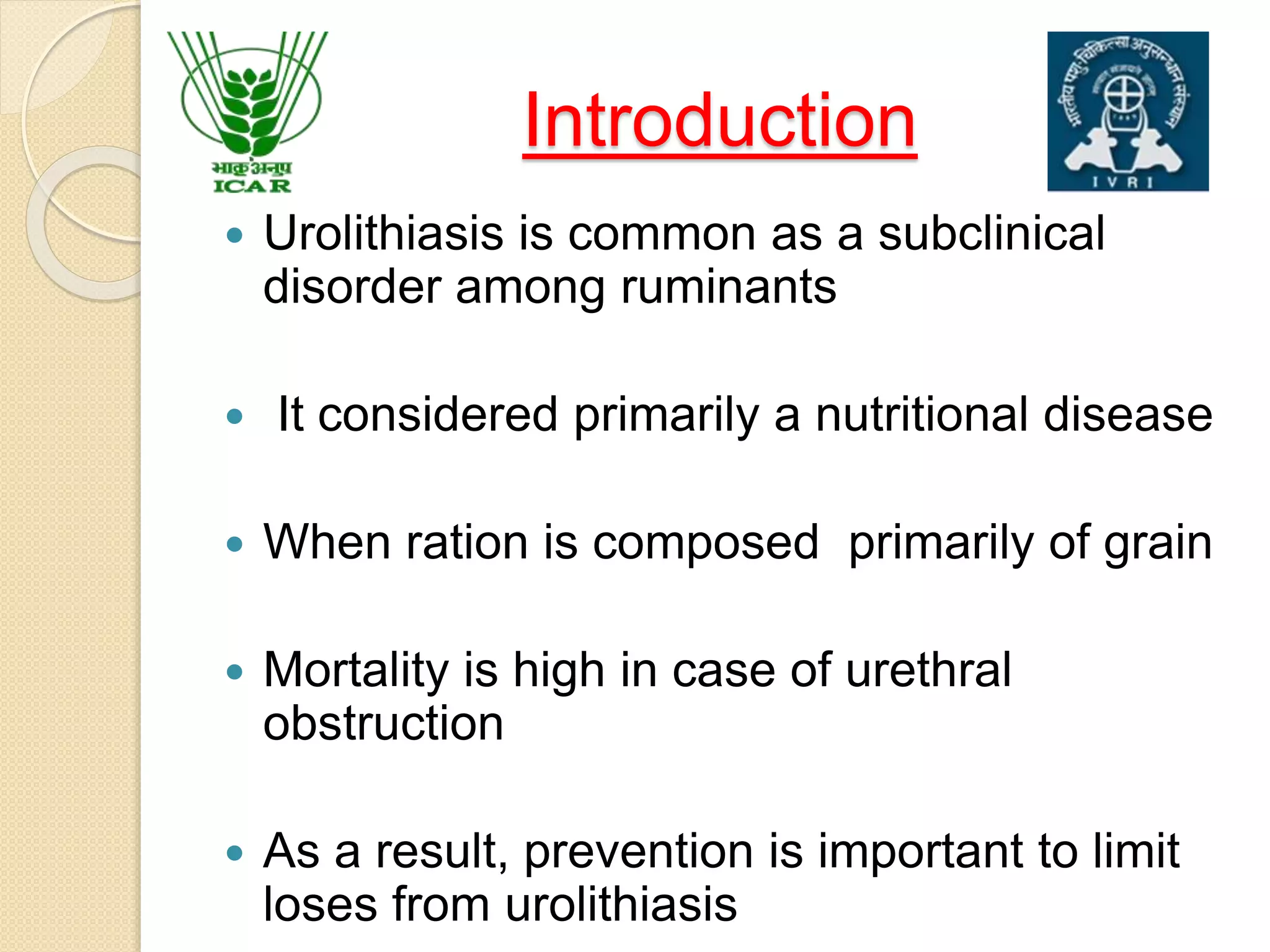 Urolithiasis in cattle, seep and goat ppt | PPTX