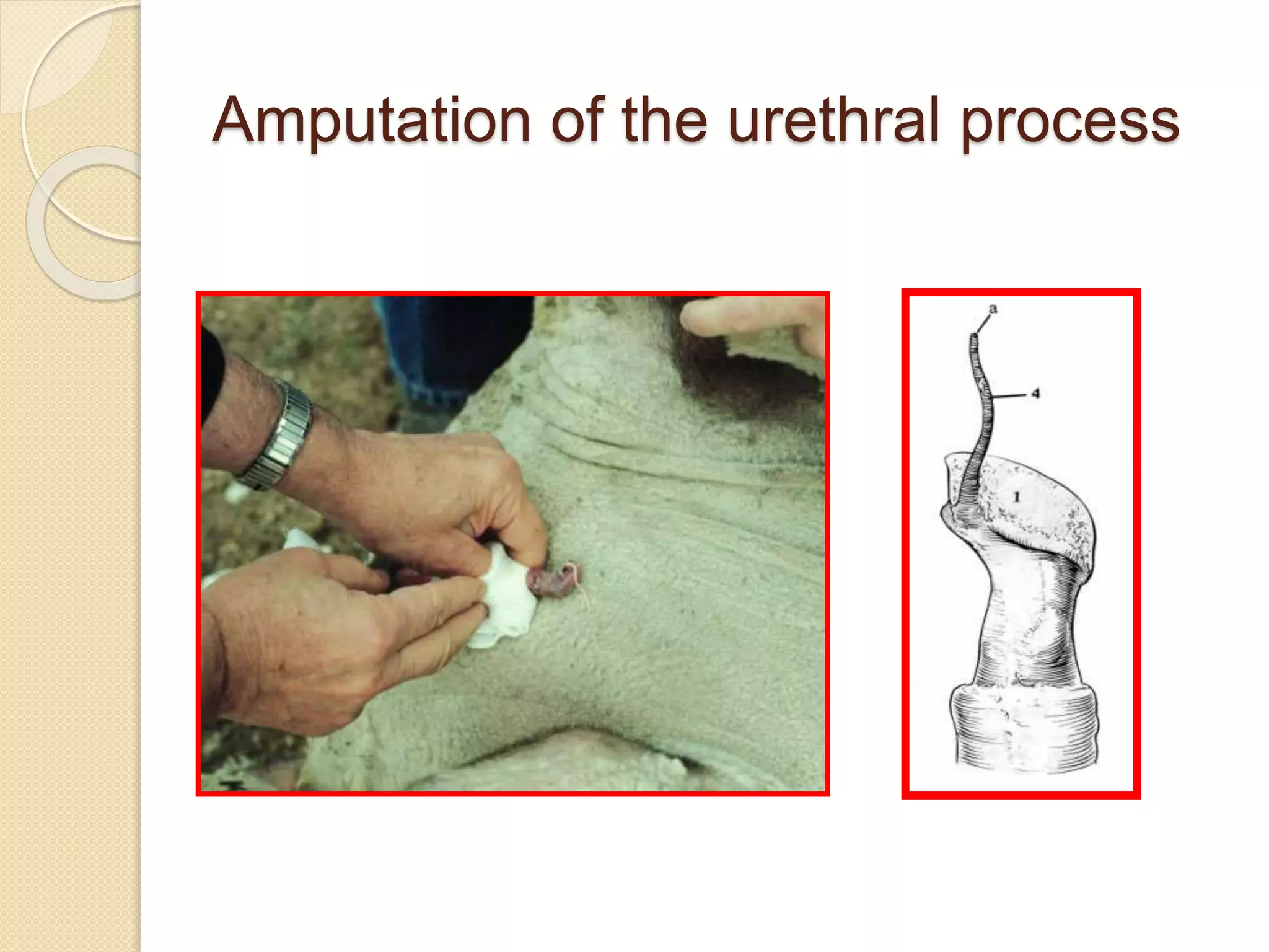 Urolithiasis in cattle, seep and goat ppt | PPTX