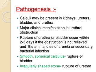 Urolithiasis in cattle, seep and goat ppt | PPTX