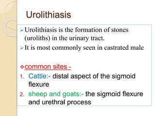 Urolithiasis in cattle, seep and goat ppt | PPTX