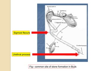 Urolithiasis in cattle, seep and goat ppt | PPTX