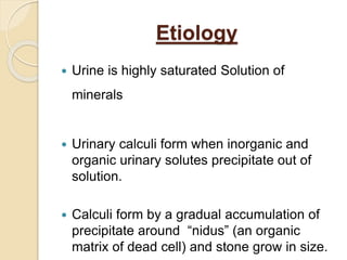 Urolithiasis in cattle, seep and goat ppt | PPTX