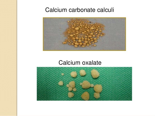 Urolithiasis in cattle, seep and goat ppt