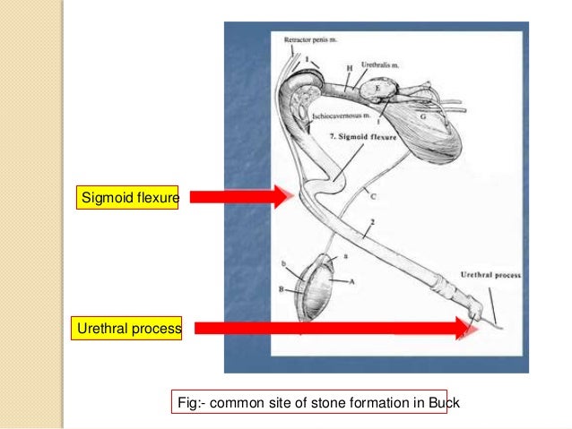 Urolithiasis in cattle, seep and goat ppt
