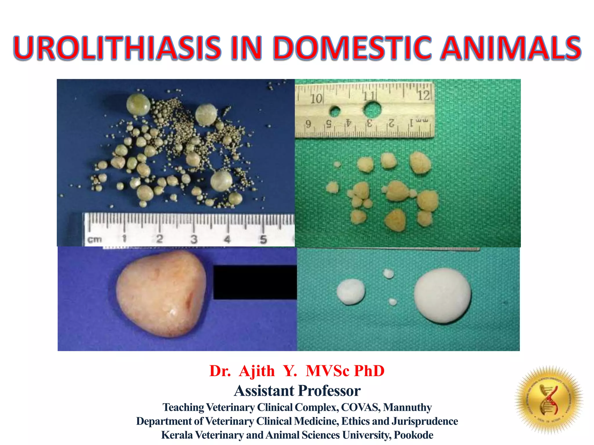 Urolithiasis in domestic animals | PPTX