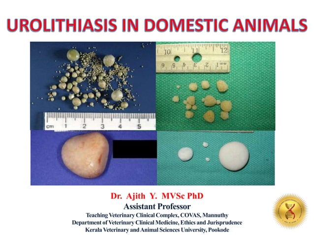 Urolithiasis in domestic animals | PPTX | Chemistry | Science