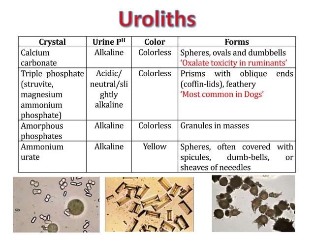 Urolithiasis in domestic animals | PPTX | Chemistry | Science
