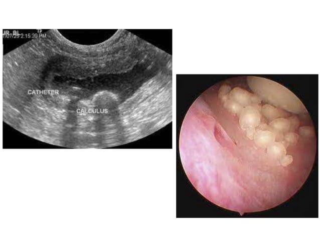 Urolithiasis in domestic animals | PPTX | Chemistry | Science