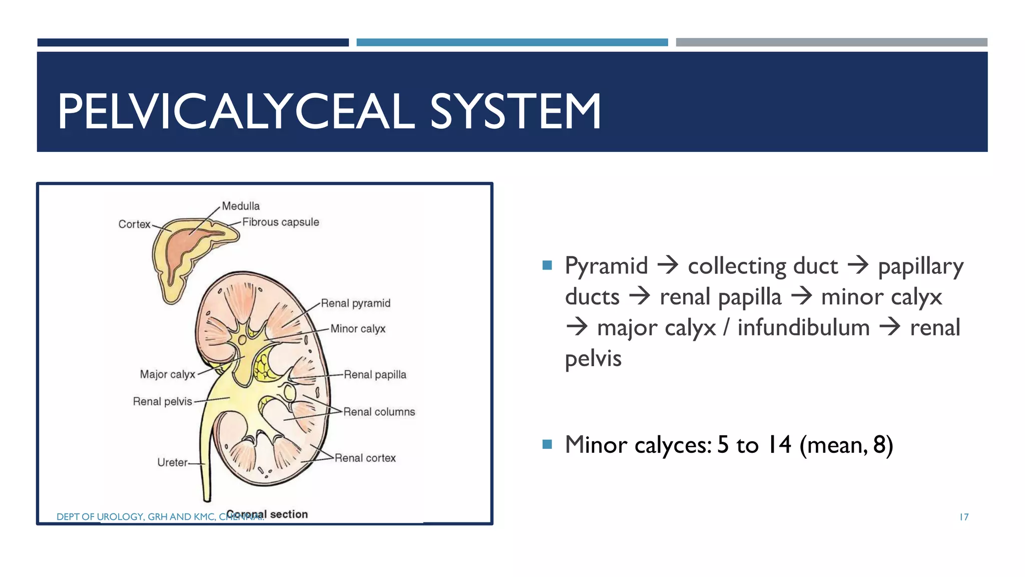 Urolithiasis management- pcnl | PDF
