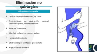 Urolitiasis en caninos y felinos | PPTX