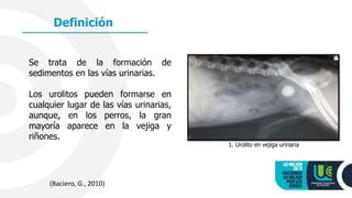 Urolitiasis en caninos y felinos | PPTX