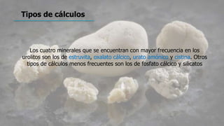 Urolitiasis en caninos y felinos | PPTX
