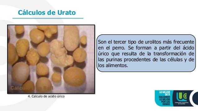 Urolitiasis en caninos y felinos