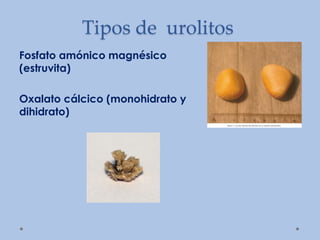 Urolitiasis en pequeñas especies cani, felinos | PDF