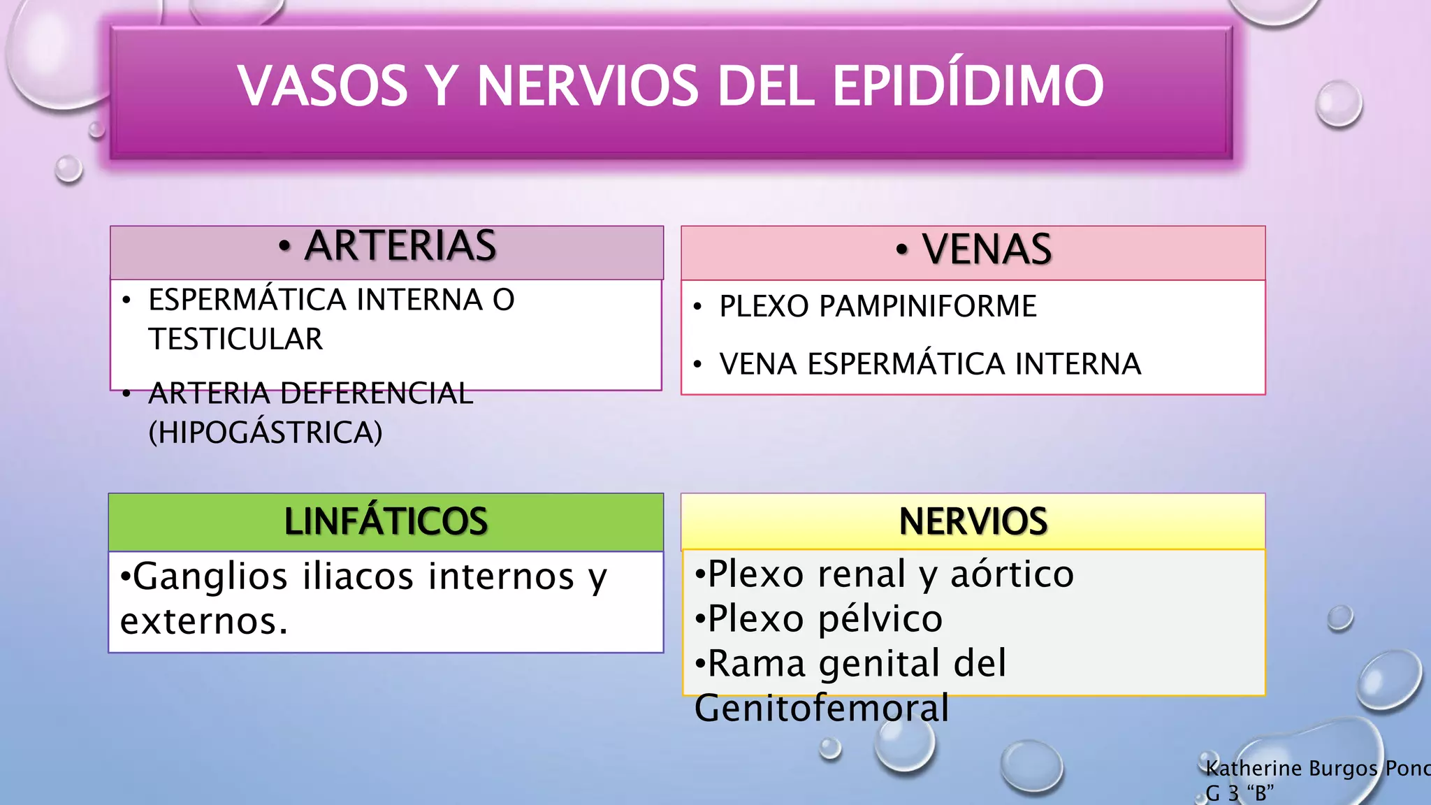 Urologia (Escroto, Testículo y Epididimo) | PPTX