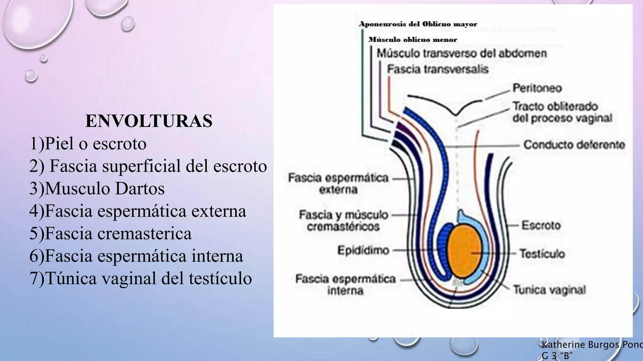 Urologia (Escroto, Testículo y Epididimo) | PPTX