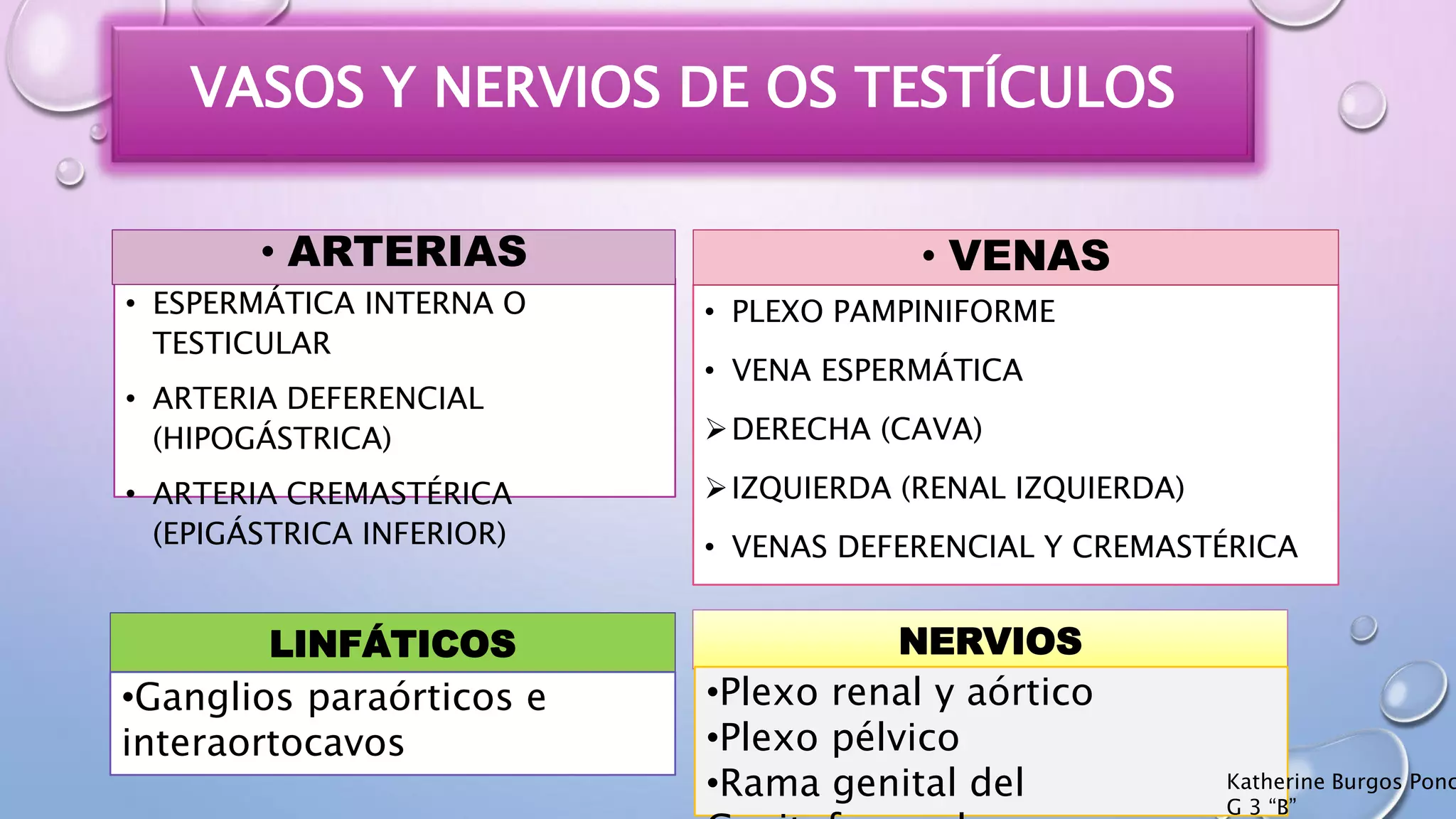 Urologia (Escroto, Testículo y Epididimo) | PPTX