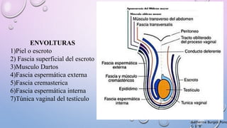 Urologia (Escroto, Testículo y Epididimo) | PPTX