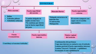 Urologia (Escroto, Testículo y Epididimo) | PPTX