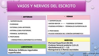 Urologia (Escroto, Testículo y Epididimo) | PPTX