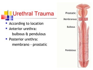 Urologic trauma | PPT