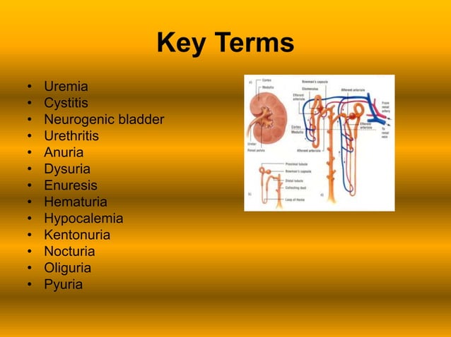 Urology | PPT