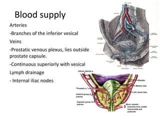 Urology finalized | PPT