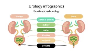Urology Infographics by Slidesgo Urologia | PPT