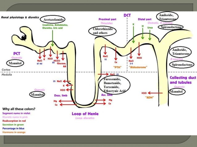 Genitourinary and Renal Emergencies | PPTX