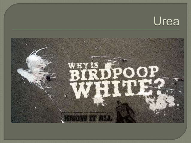 Genitourinary and Renal Emergencies | PPTX