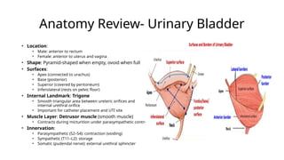 Approach to Urology Disease Revision.pptx