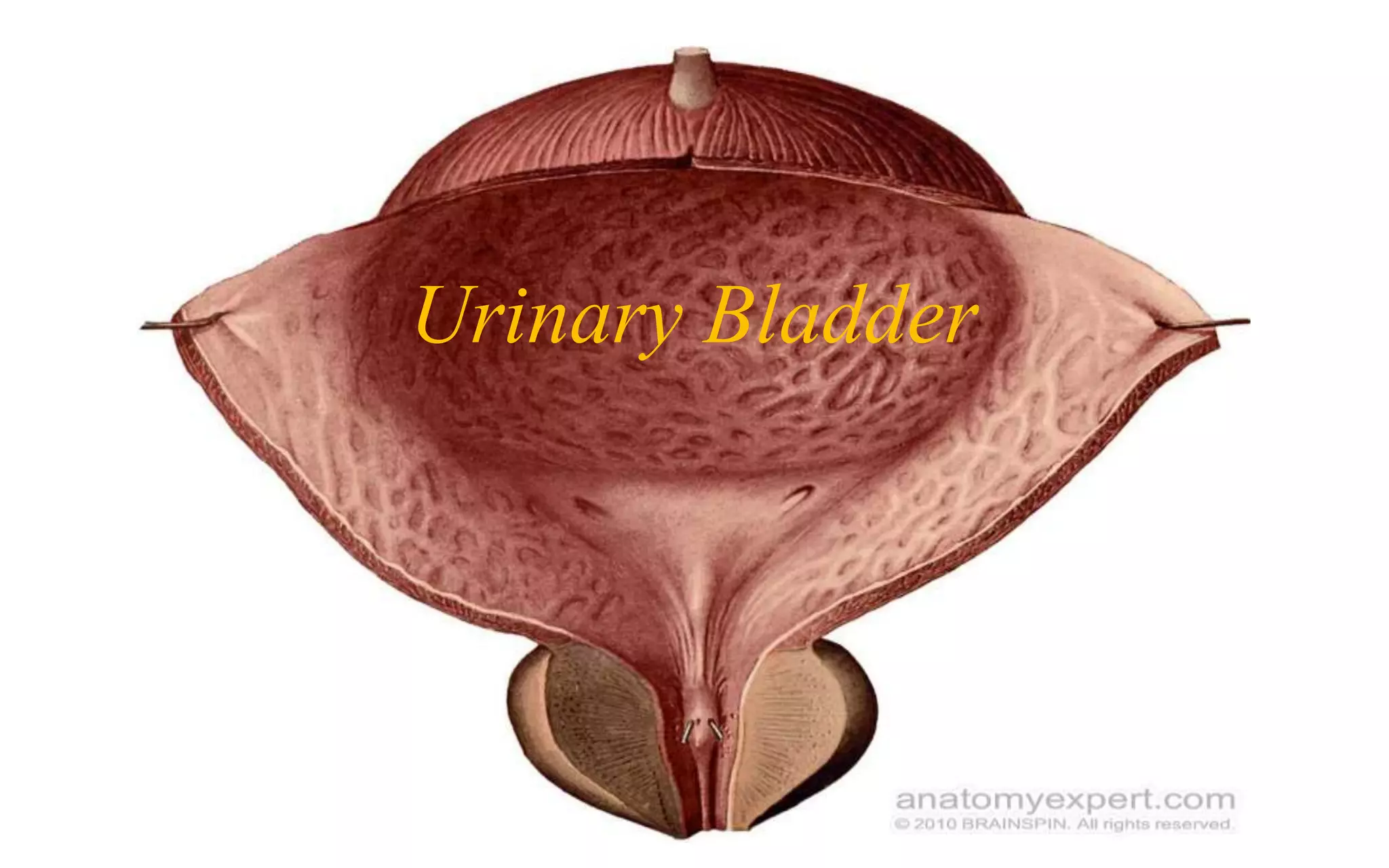 Urology surgery. Bladder, Urethra and Prostsate | PPTX