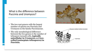 Uromyces for M.Sc. Botany students lecture | PDF