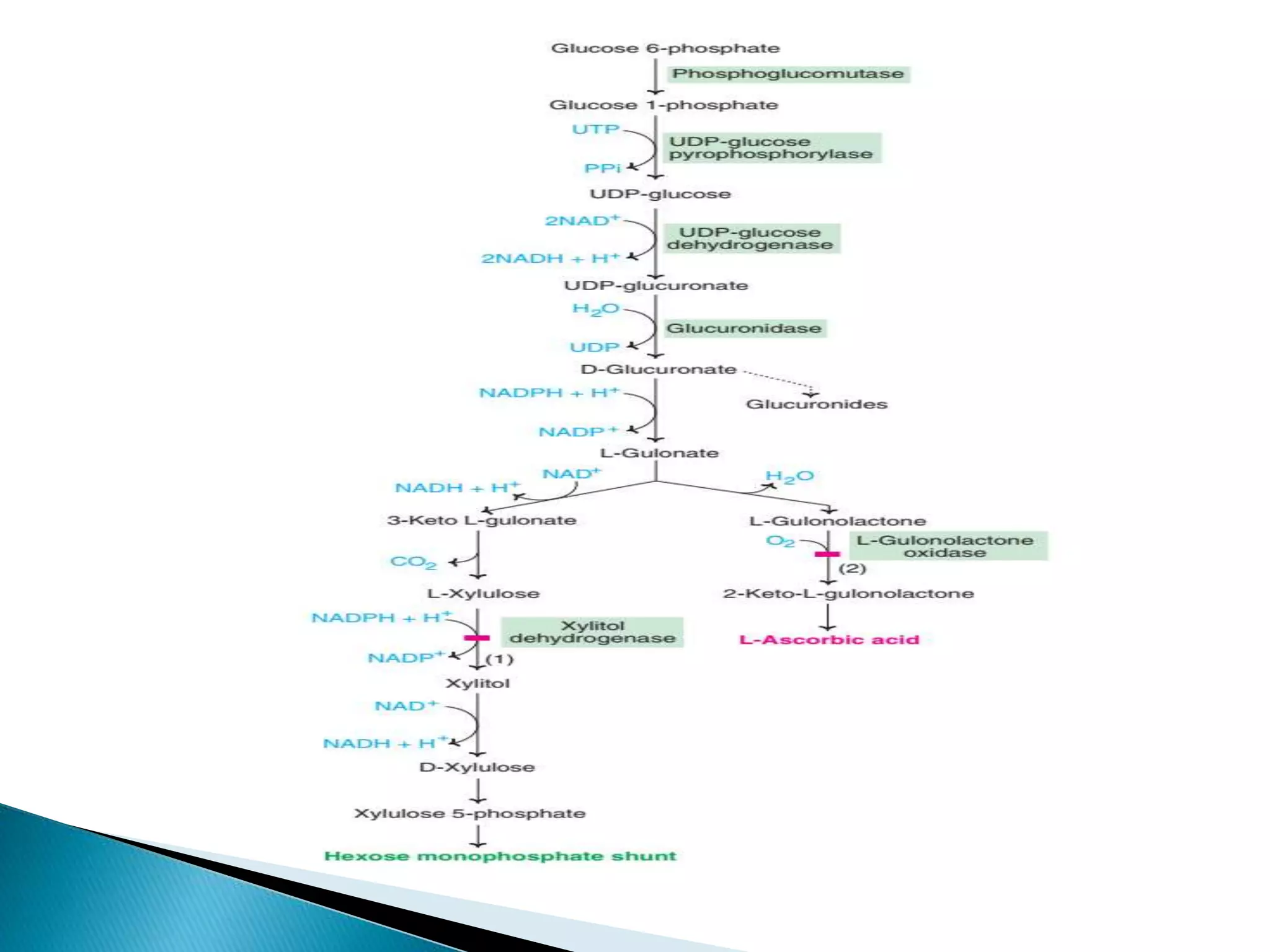 URONIC ACID PATHWAY | PPTX