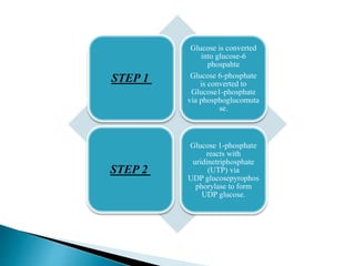 URONIC ACID PATHWAY | PPTX