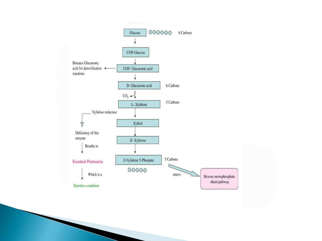 URONIC ACID PATHWAY | PPTX | Endocrine and Metabolic Diseases ...