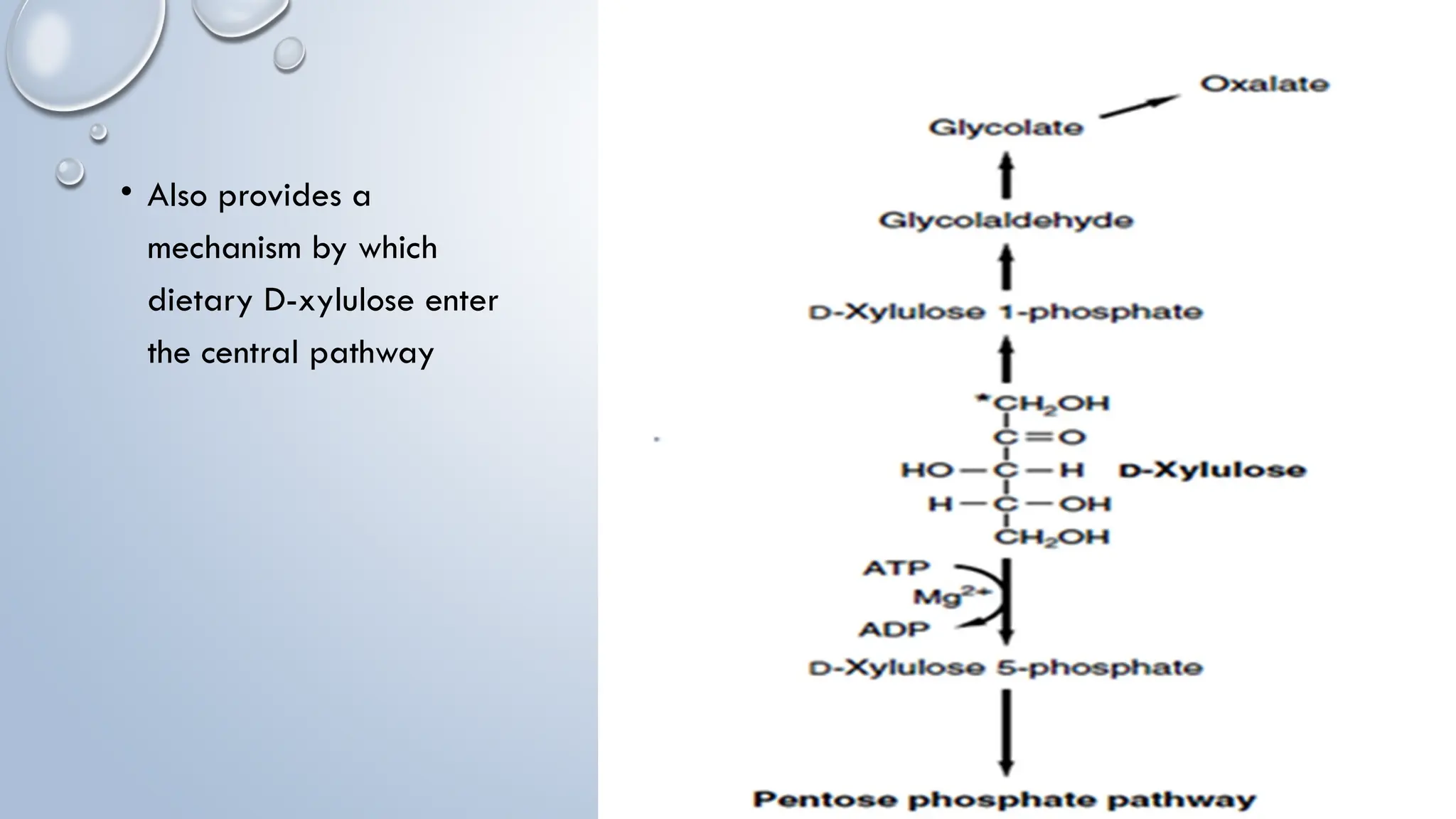 Uronic Acid Pathway : Steps and Significance | PPTX
