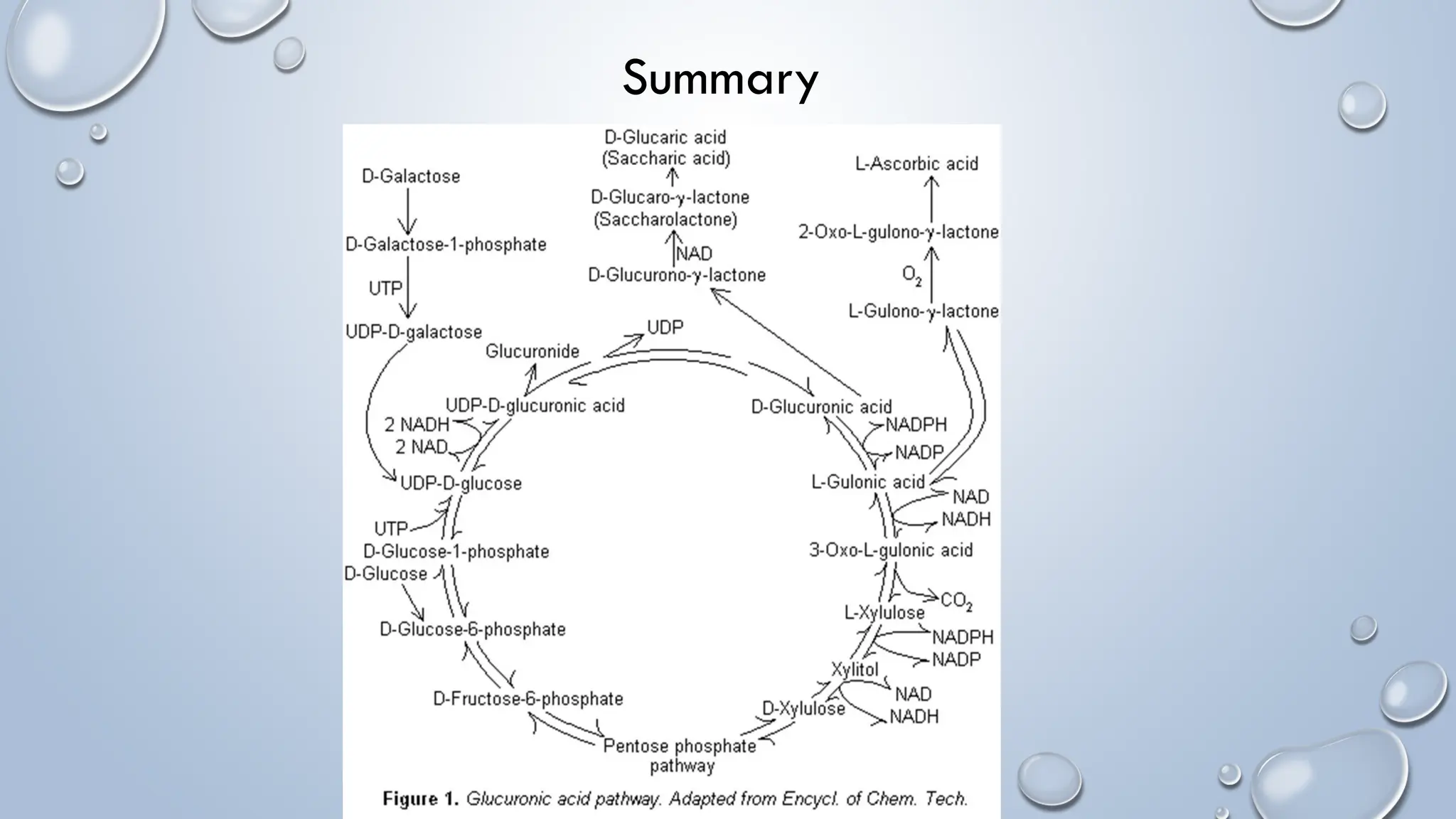 Uronic Acid Pathway : Steps and Significance | PPTX