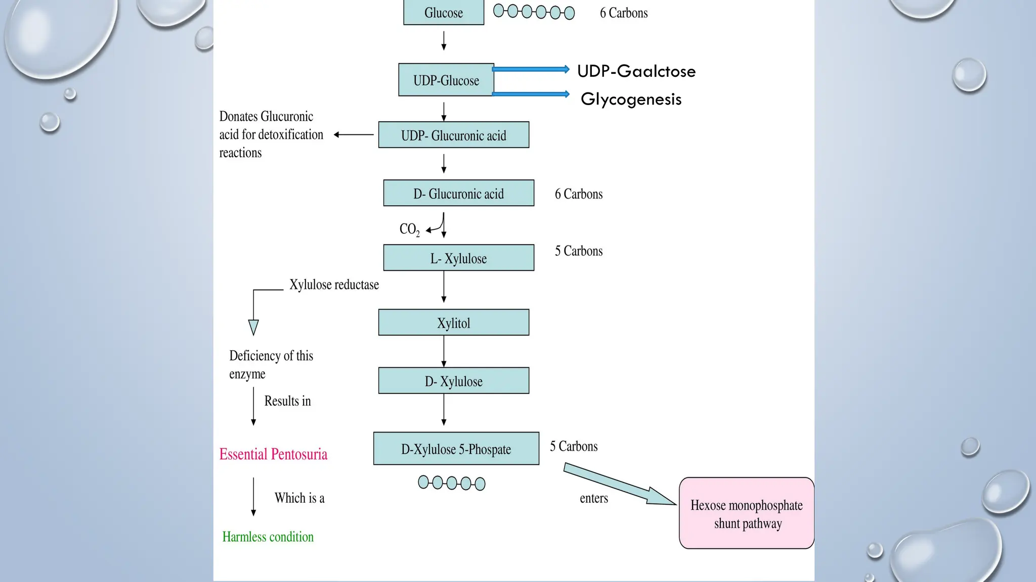 Uronic Acid Pathway : Steps and Significance | PPTX