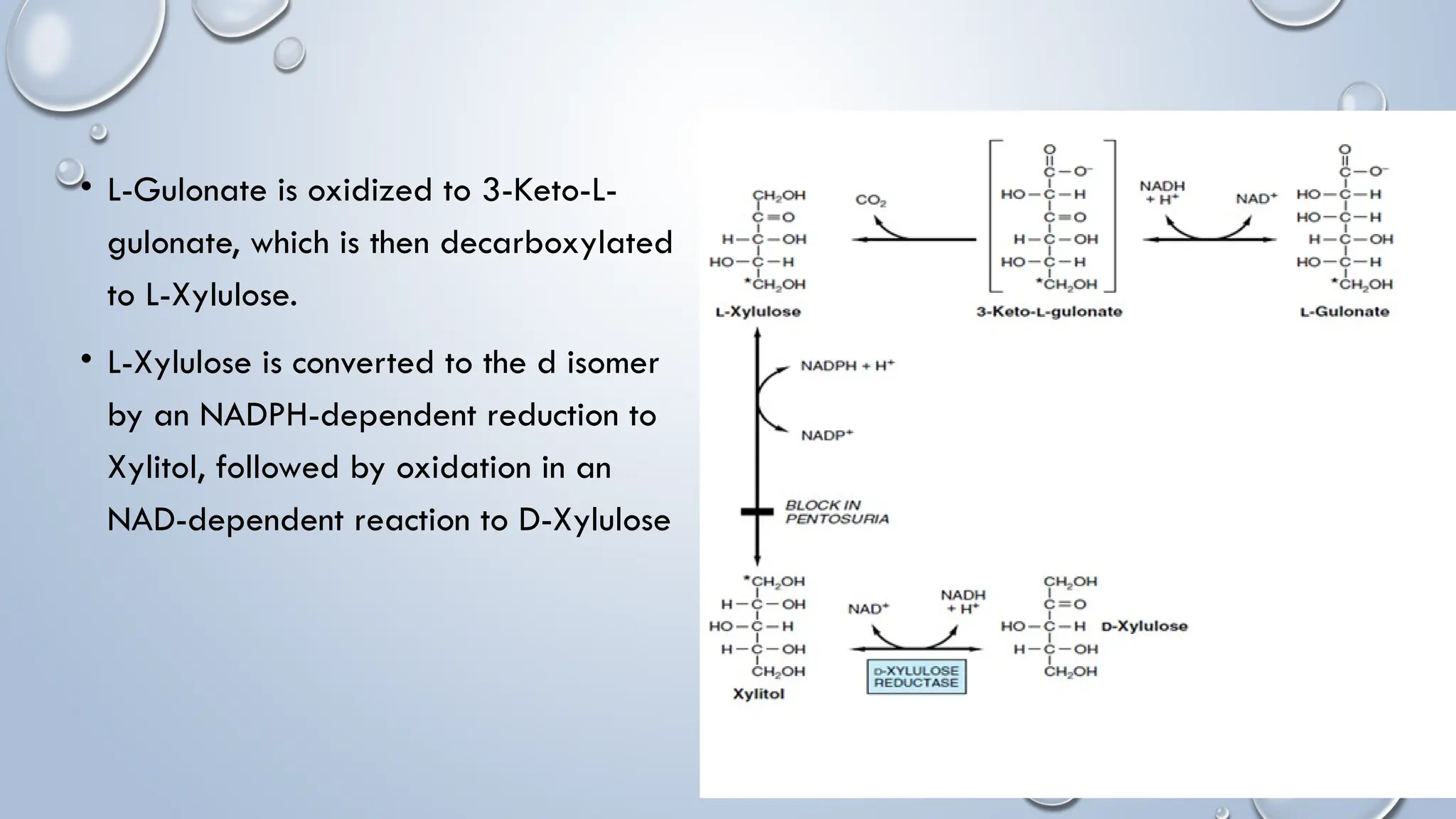 Uronic Acid Pathway : Steps and Significance | PPTX
