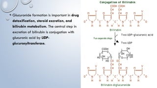 Uronic Acid Pathway : Steps and Significance | PPTX