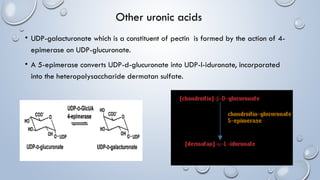 Uronic Acid Pathway : Steps and Significance | PPTX