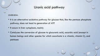 Uronic Acid Pathway : Steps and Significance | PPTX
