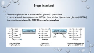 Uronic Acid Pathway : Steps and Significance | PPTX