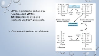 Uronic Acid Pathway : Steps and Significance | PPTX