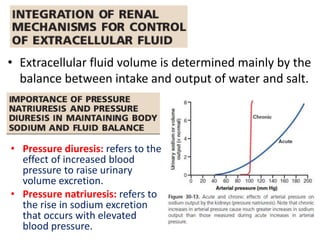urophysiology5-190620105817 (1).pdf | Endocrine and Metabolic Diseases | Diseases and Conditions