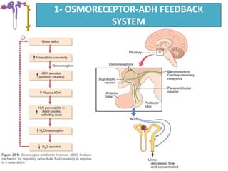 urophysiology5-190620105817 (1).pdf | Endocrine and Metabolic Diseases ...